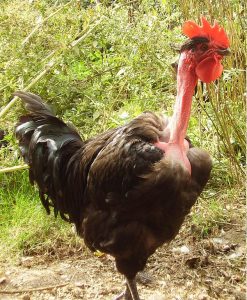 Turken Chicken - Breed Profile - Backyard Poultry